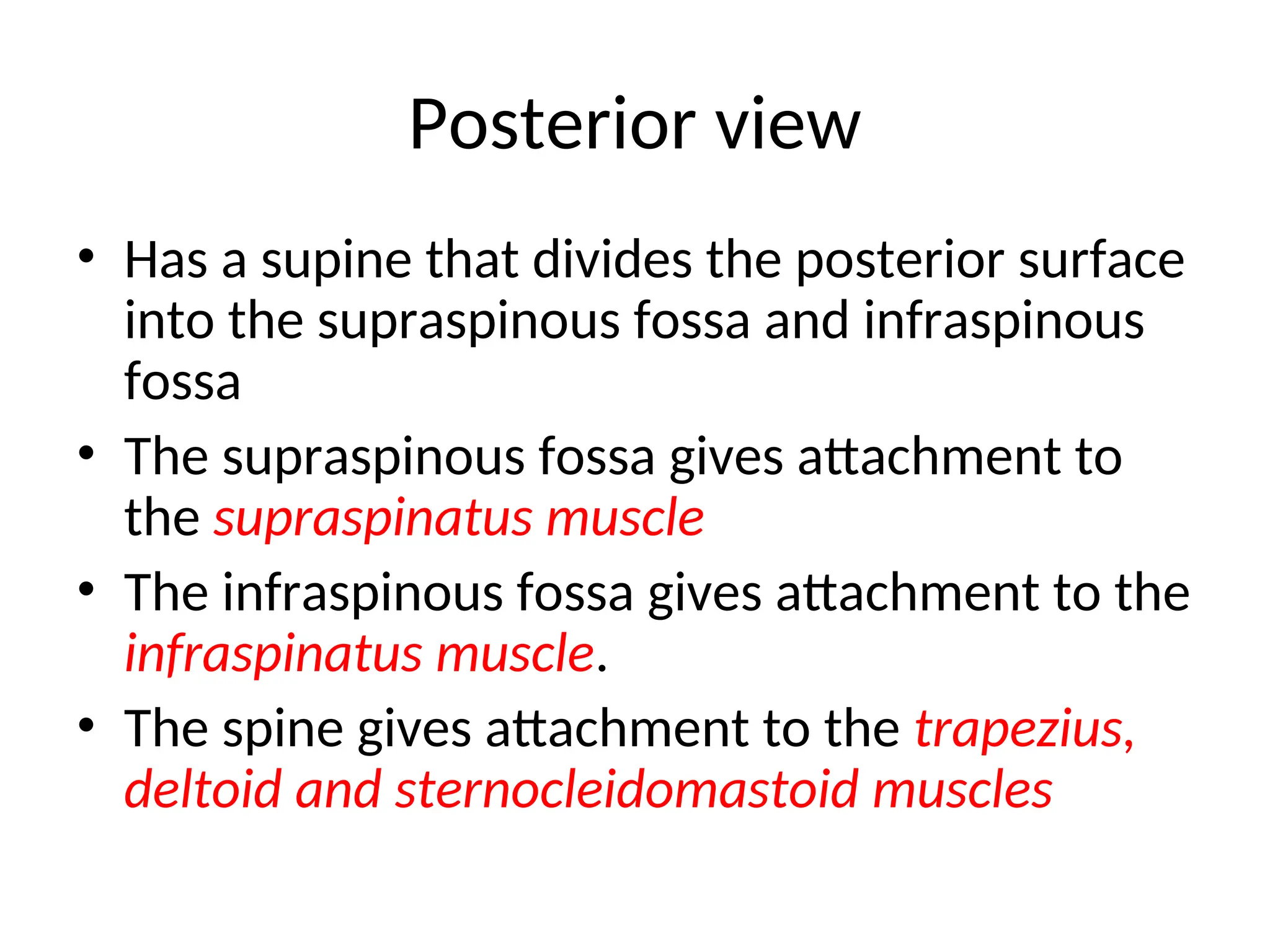 09 - SCAPULAR REGION anatomy. Detailed anatomy | PPT