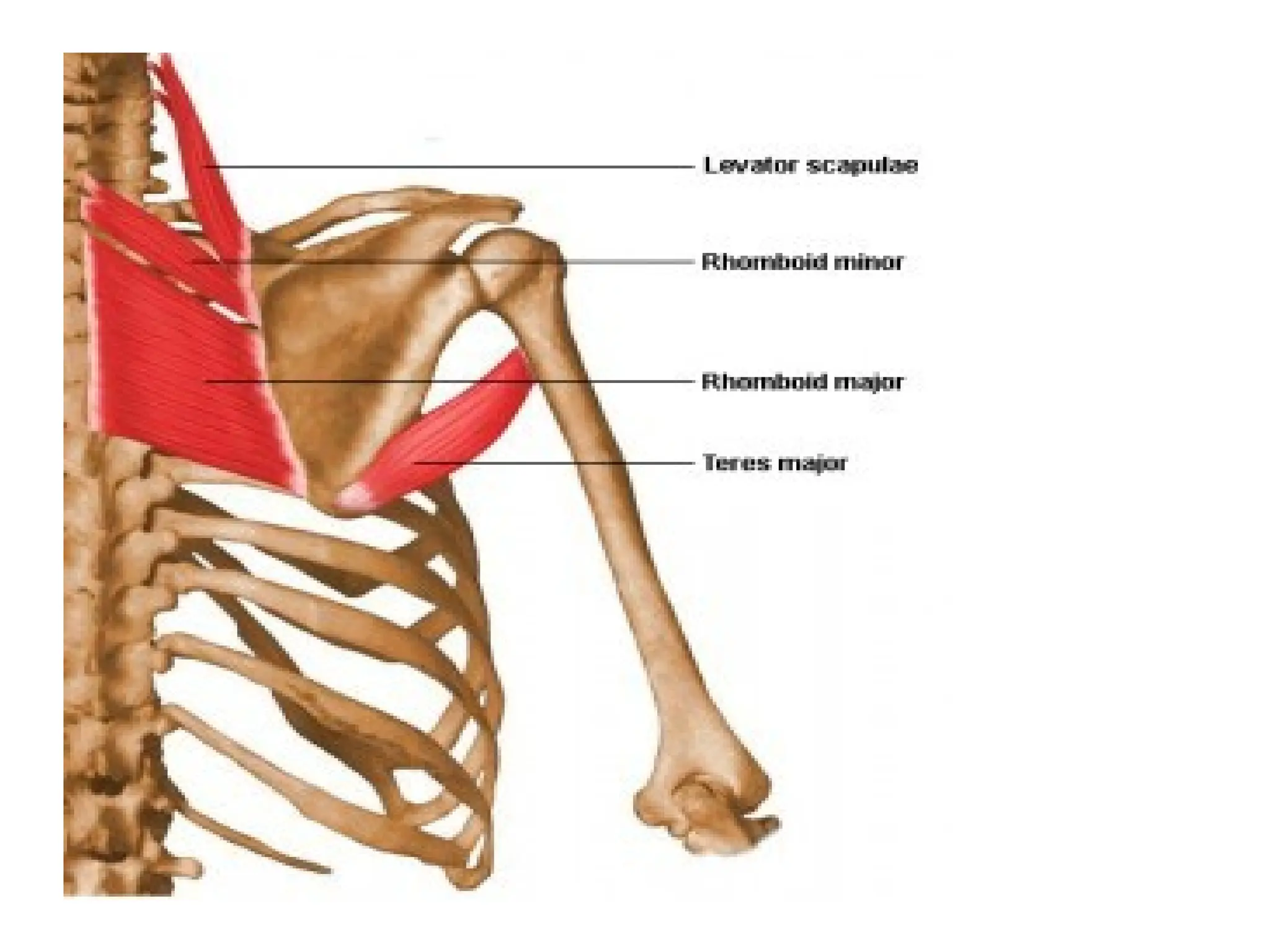 09 - SCAPULAR REGION anatomy. Detailed anatomy | PPT