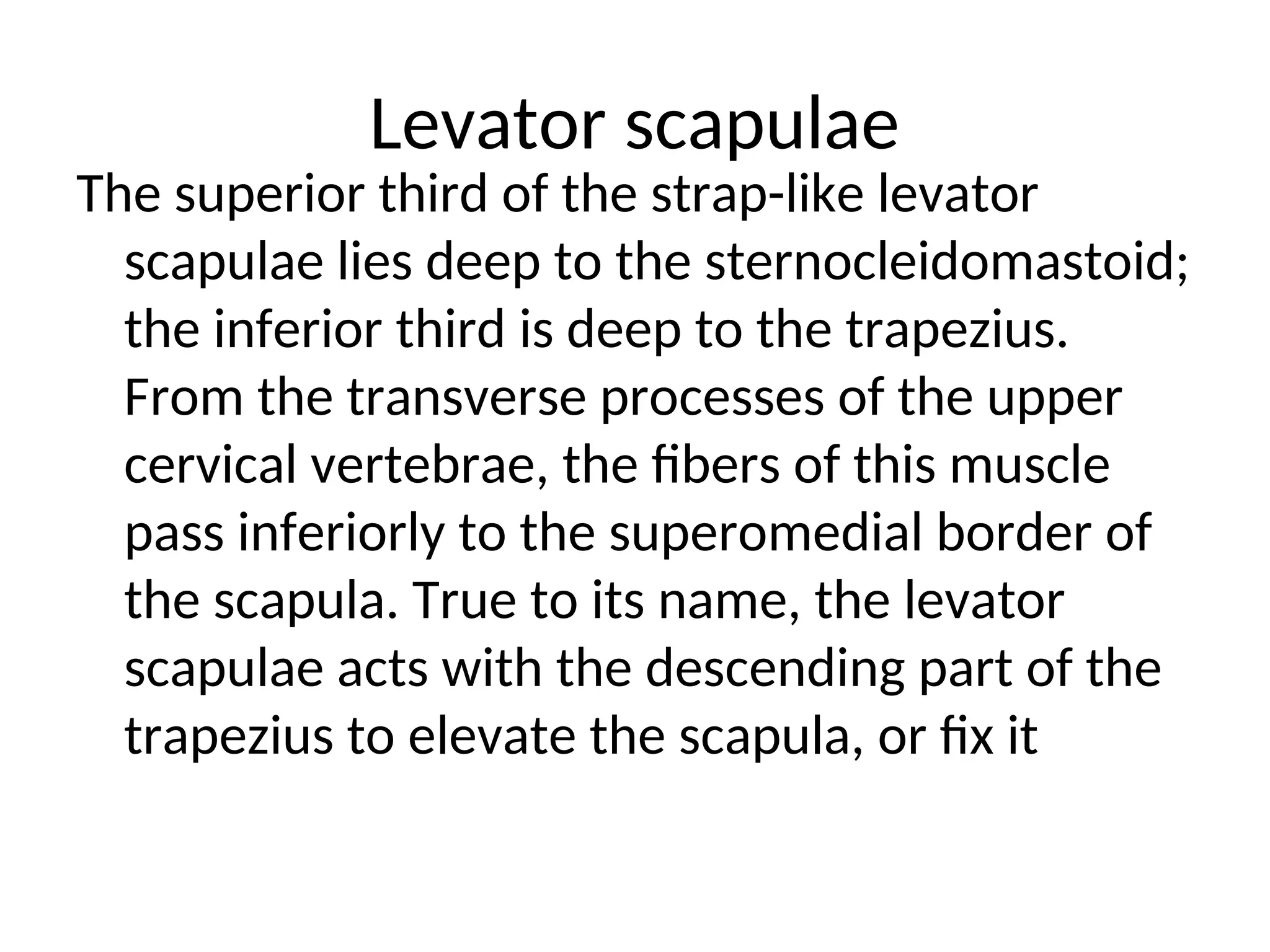 09 - SCAPULAR REGION anatomy. Detailed anatomy | PPT