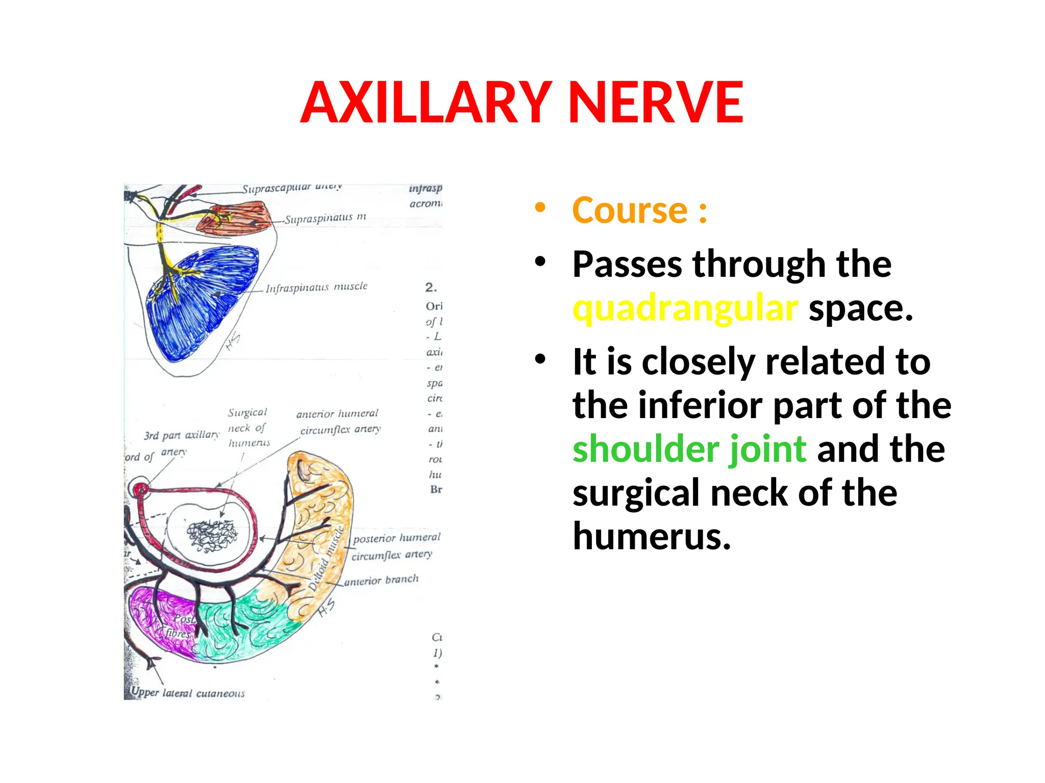 09 - SCAPULAR REGION anatomy. Detailed anatomy | PPT