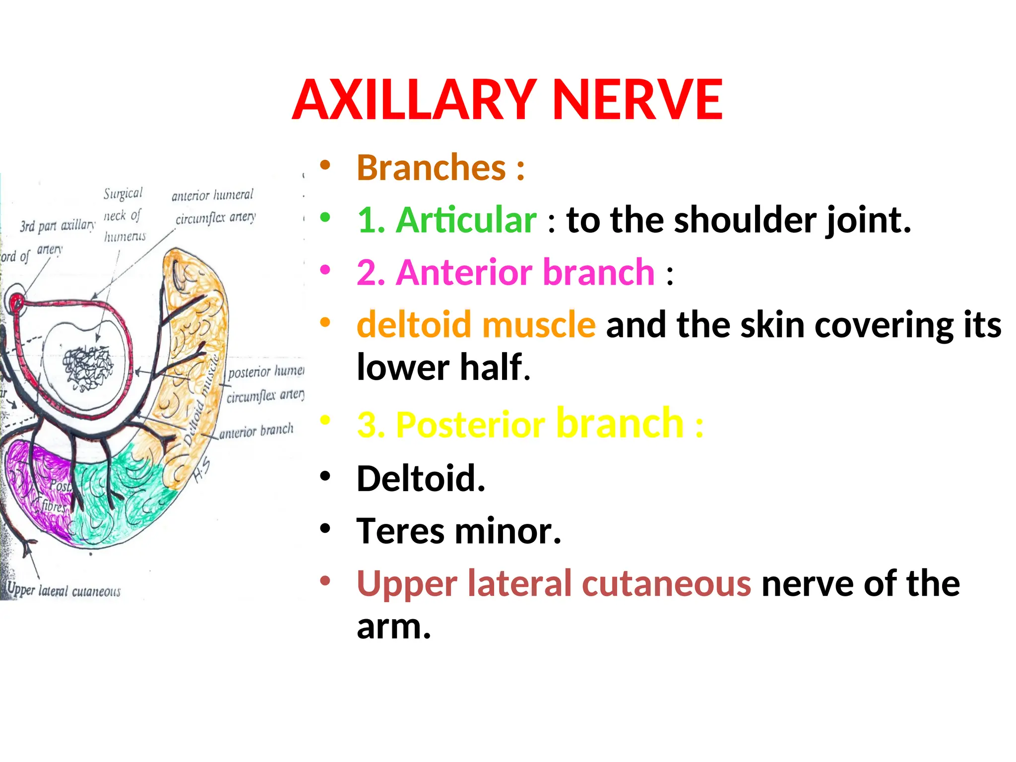 09 - SCAPULAR REGION anatomy. Detailed anatomy | PPT