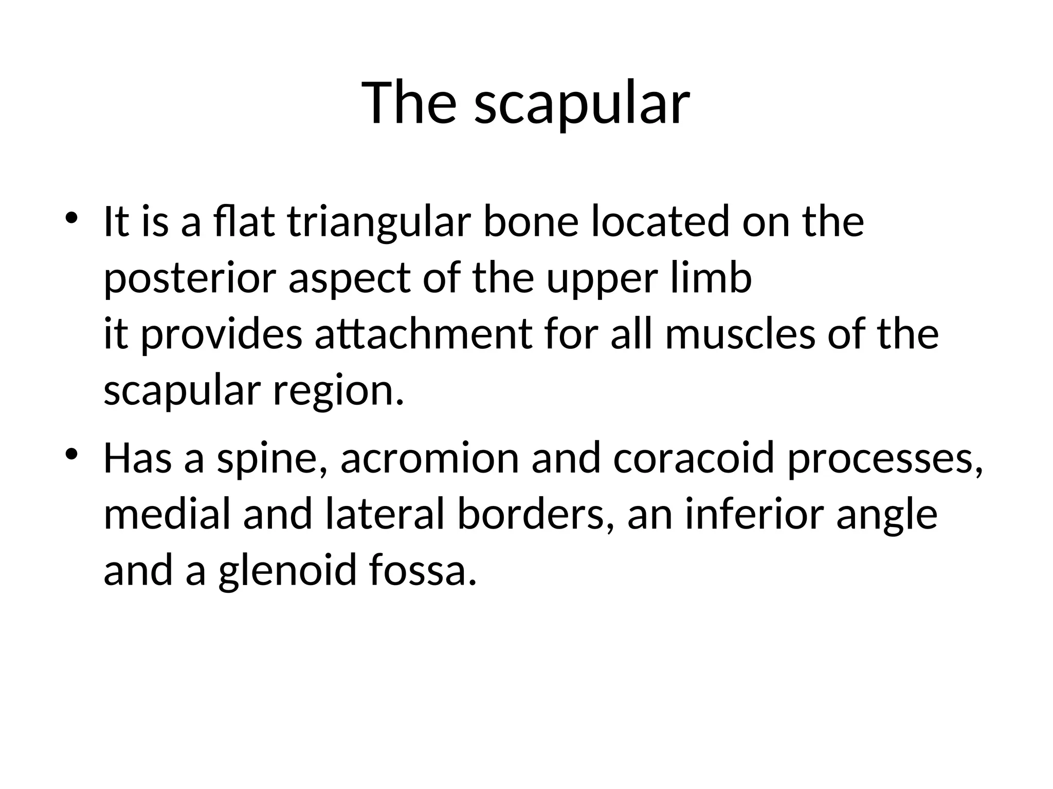 09 - SCAPULAR REGION anatomy. Detailed anatomy | PPT