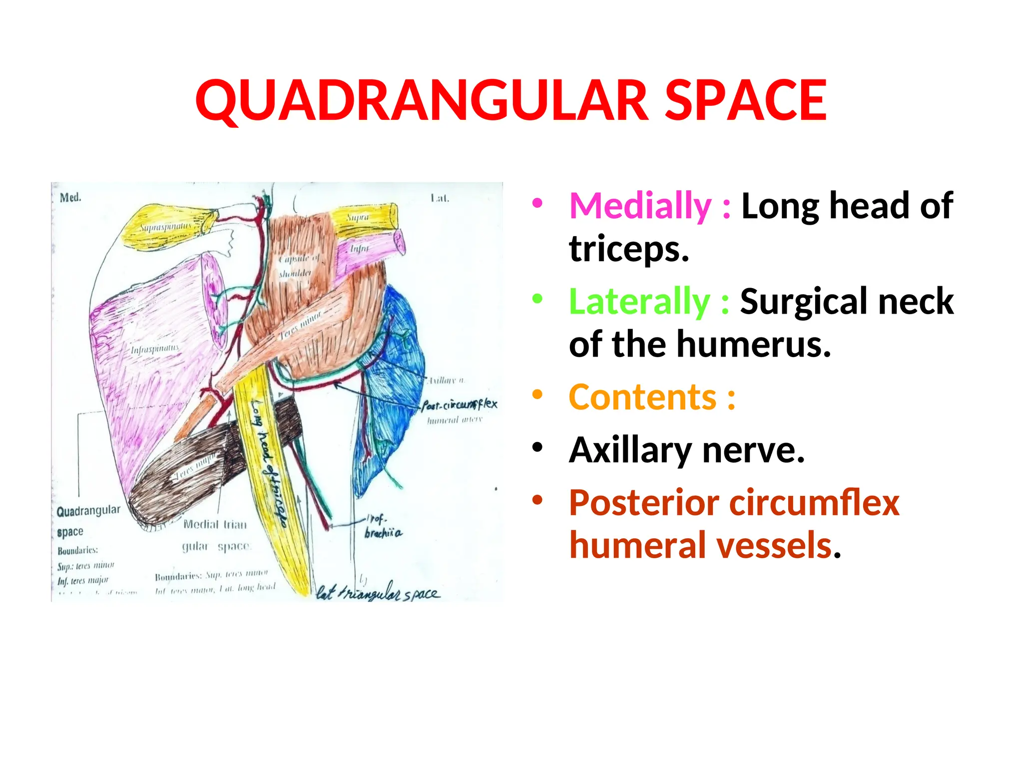 09 - SCAPULAR REGION anatomy. Detailed anatomy | PPT