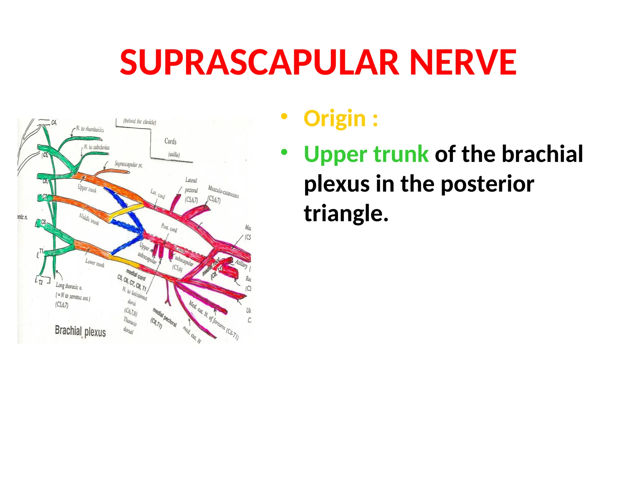 09 - SCAPULAR REGION anatomy. Detailed anatomy | PPT