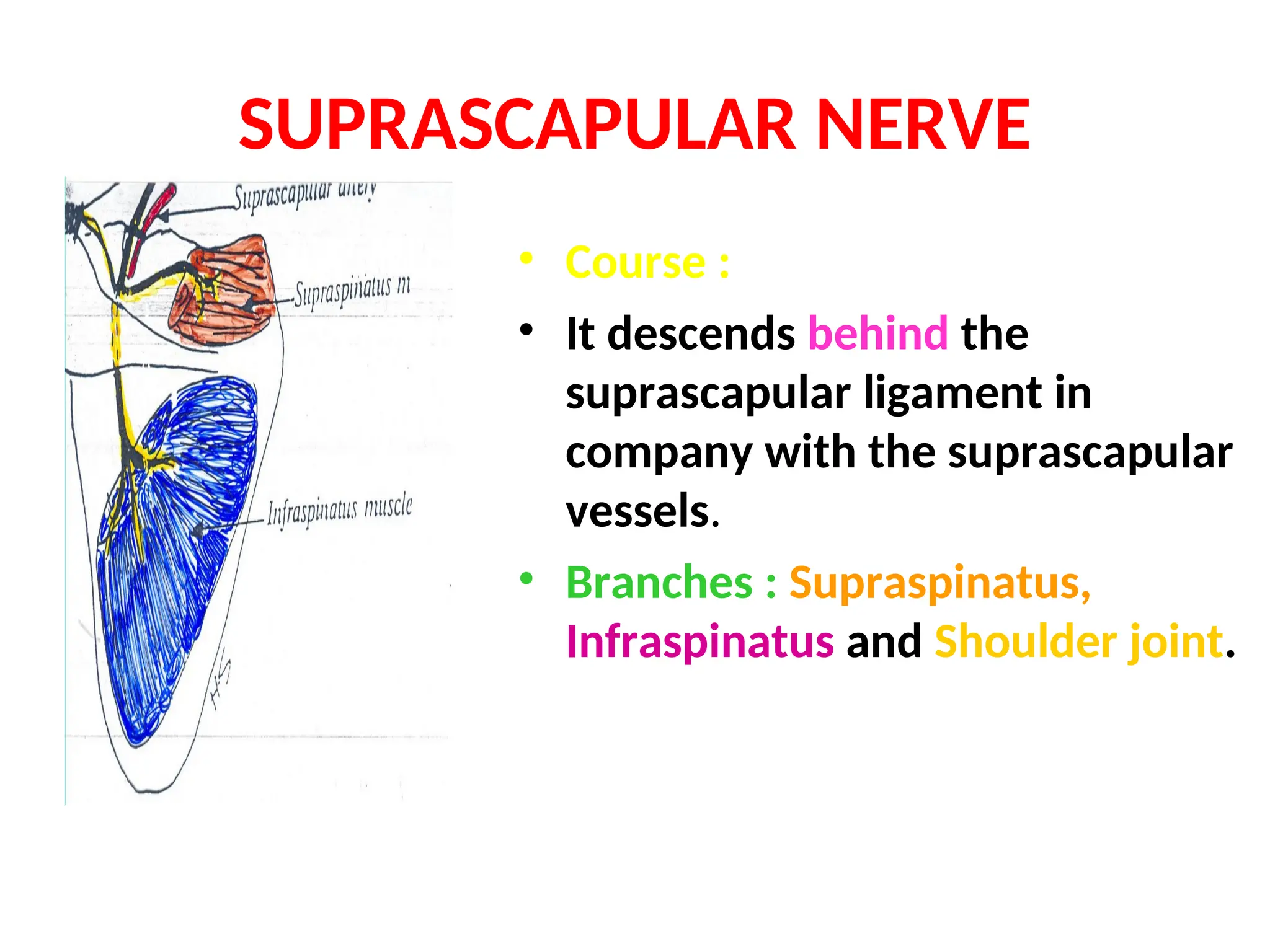 09 - SCAPULAR REGION anatomy. Detailed anatomy | PPT