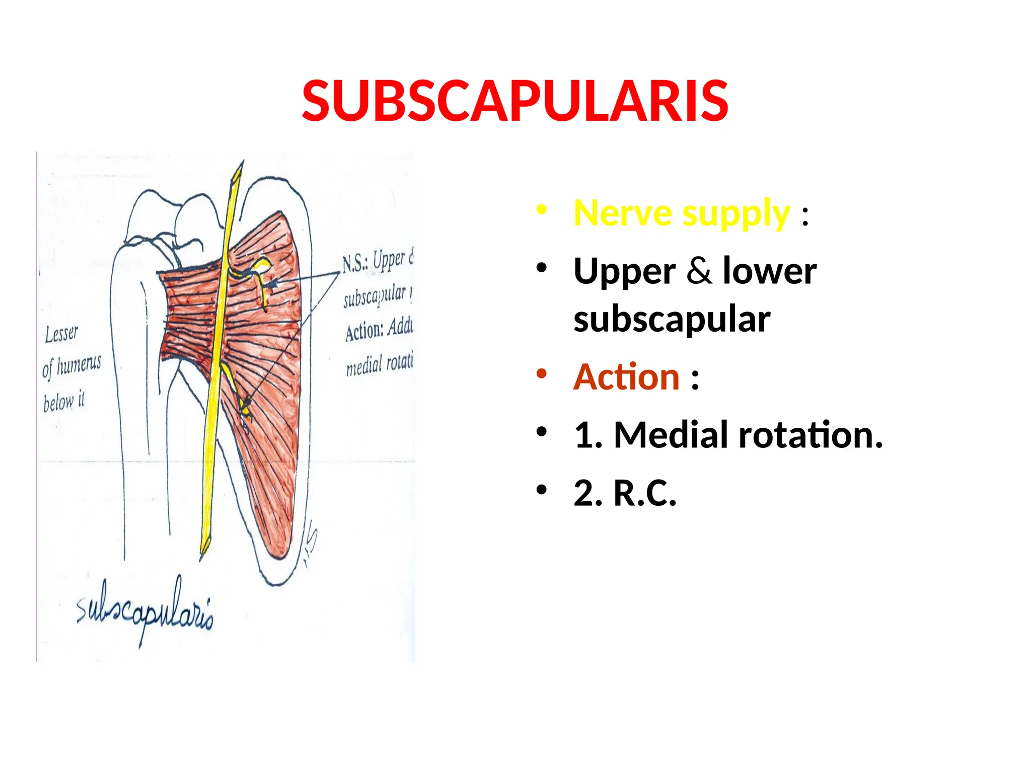 09 - SCAPULAR REGION anatomy. Detailed anatomy | PPT
