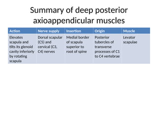 09 - SCAPULAR REGION anatomy. Detailed anatomy | PPT