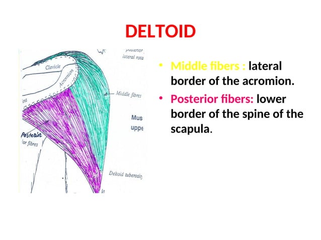 09 - SCAPULAR REGION anatomy. Detailed anatomy | PPT
