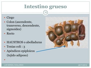 09.sistema digestivo colegio | PPSX