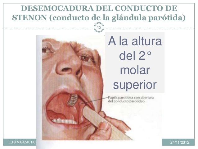 09.sistema digestivo colegio