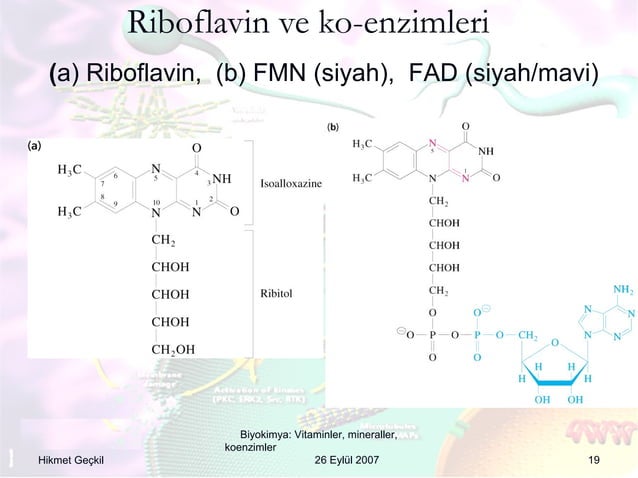 Biyokimya: Vitaminler, mineraller, koenzimler | PPT