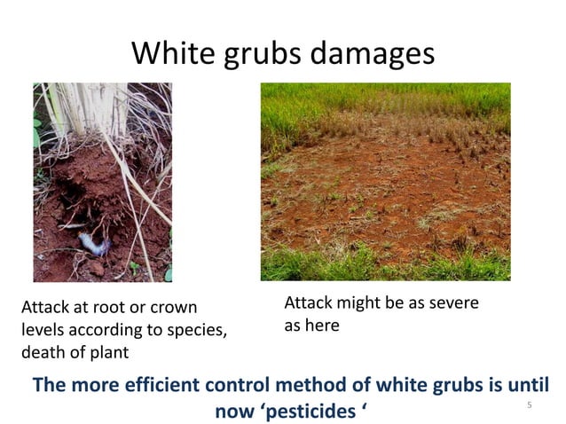 White grubs, Scarabaeidae larvae (Insecta, Coleoptera) control by ...