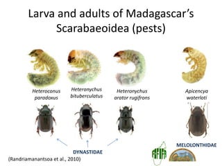 Scarabaeidae Larvae