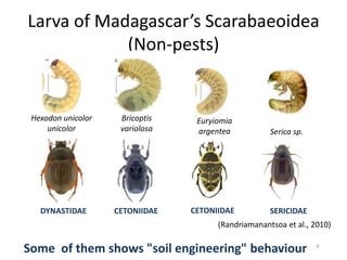 Scarabaeidae Larvae