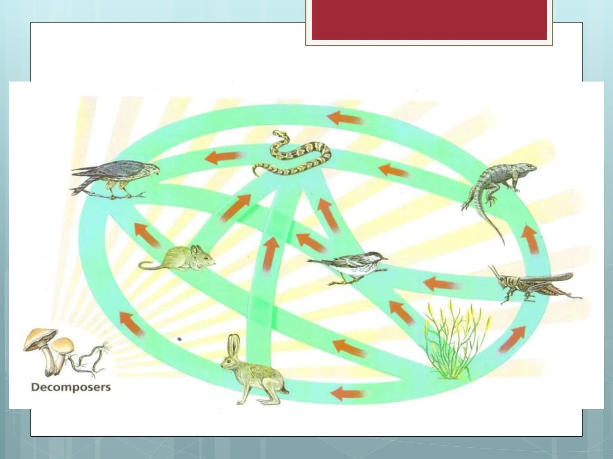 Ecosystem functioning: food webs and trophicl evels.ppt
