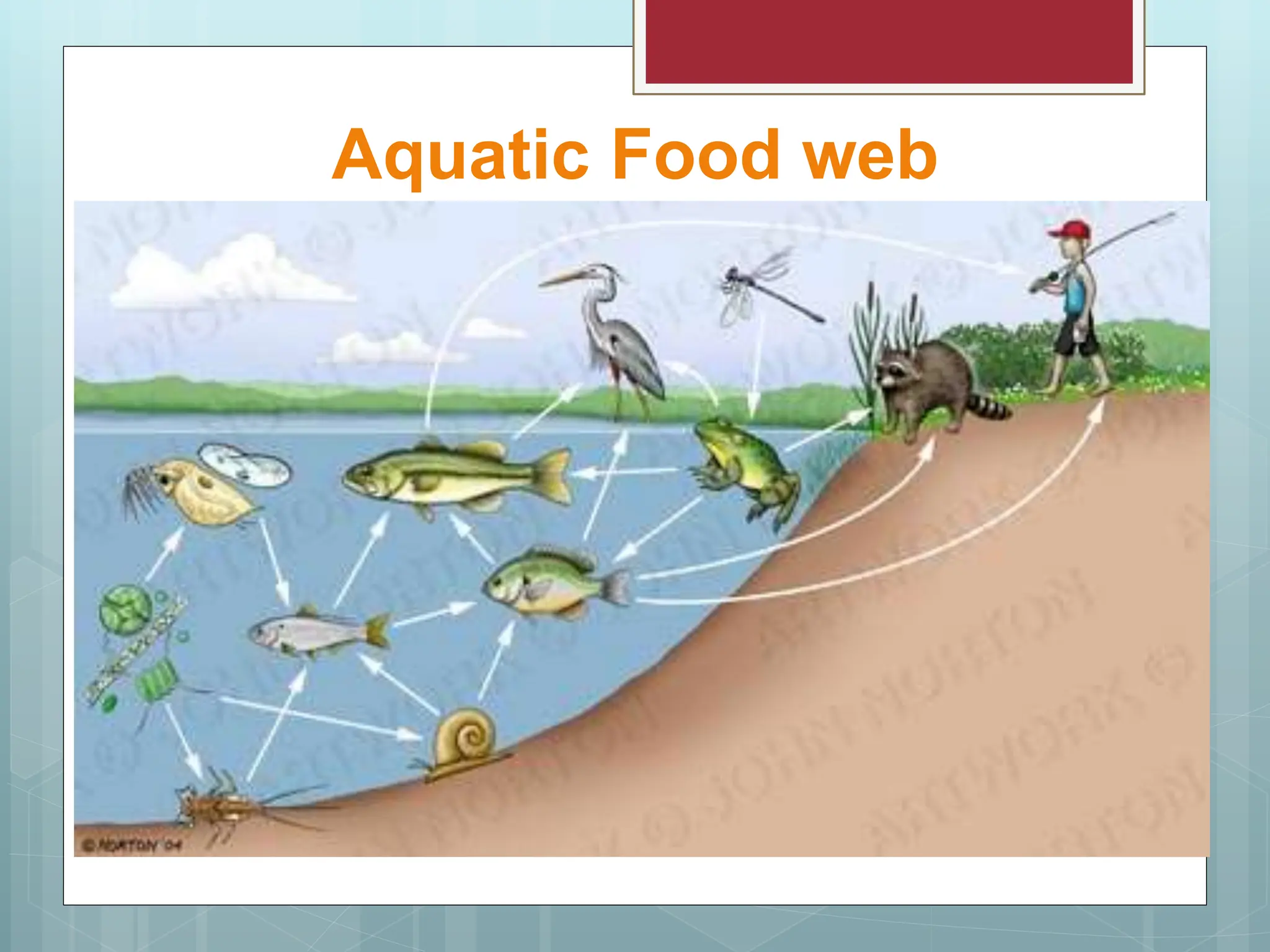 Ecosystem functioning: food webs and trophicl evels.ppt