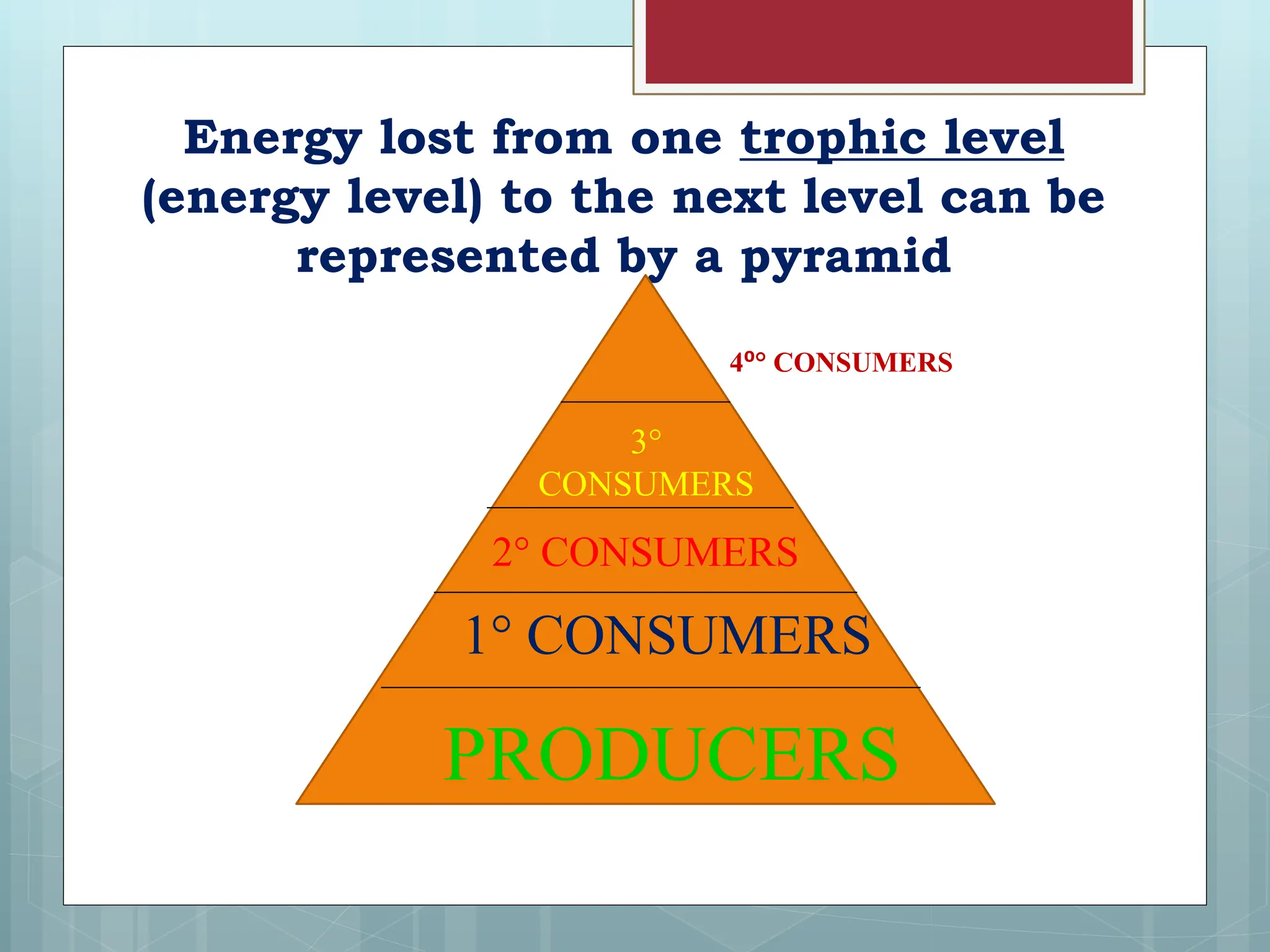 Ecosystem functioning: food webs and trophicl evels.ppt