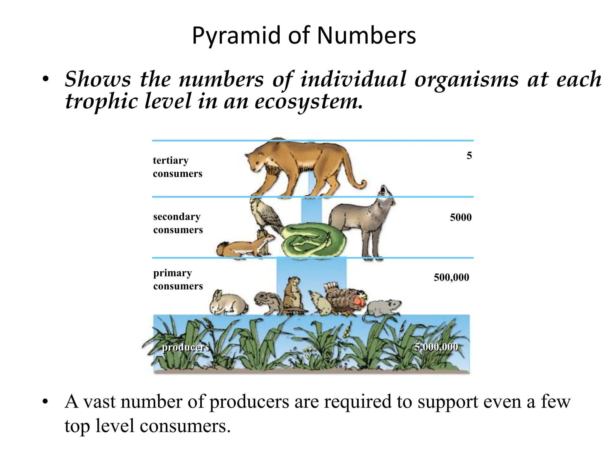 Ecosystem functioning: food webs and trophicl evels.ppt