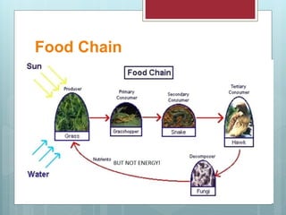 Ecosystem functioning: food webs and trophicl evels.ppt