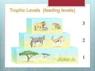 Ecosystem functioning: food webs and trophicl evels.ppt