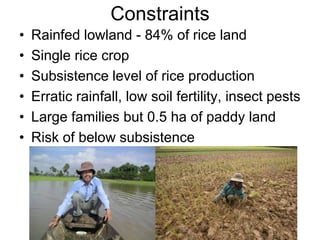 Economics of growing mungbean after rice in the rainfed lowlands of ...