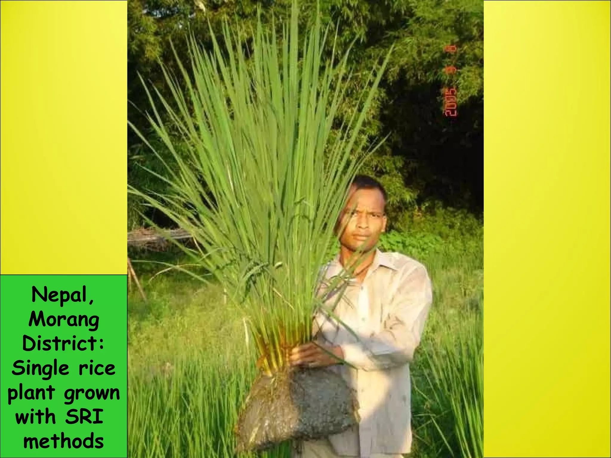 The System of Rice Intensification (SRI) An Agroecological Approach to ...