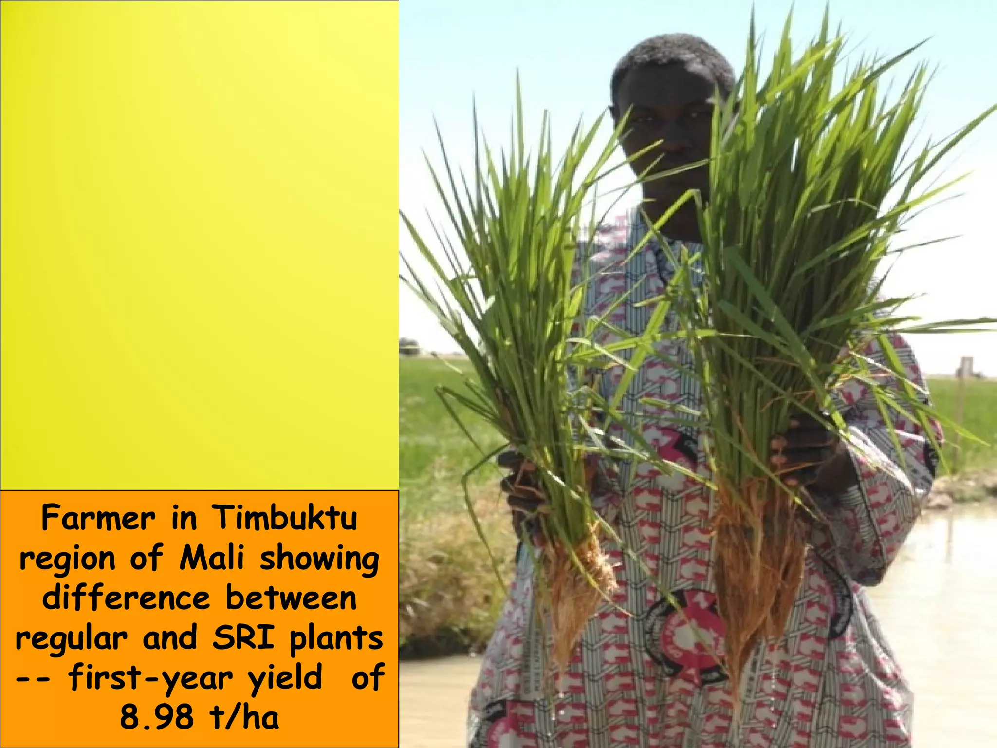 The System of Rice Intensification (SRI) An Agroecological Approach to ...