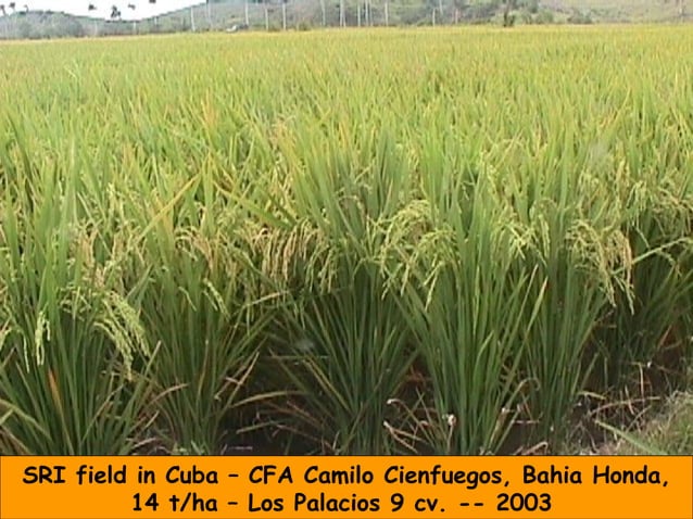 The System of Rice Intensification (SRI) An Agroecological Approach to ...