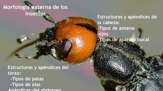 Entomologia aplicada Para estudiantes agropecuarios | PPTX