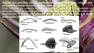 Entomologia aplicada Para estudiantes agropecuarios | PPTX