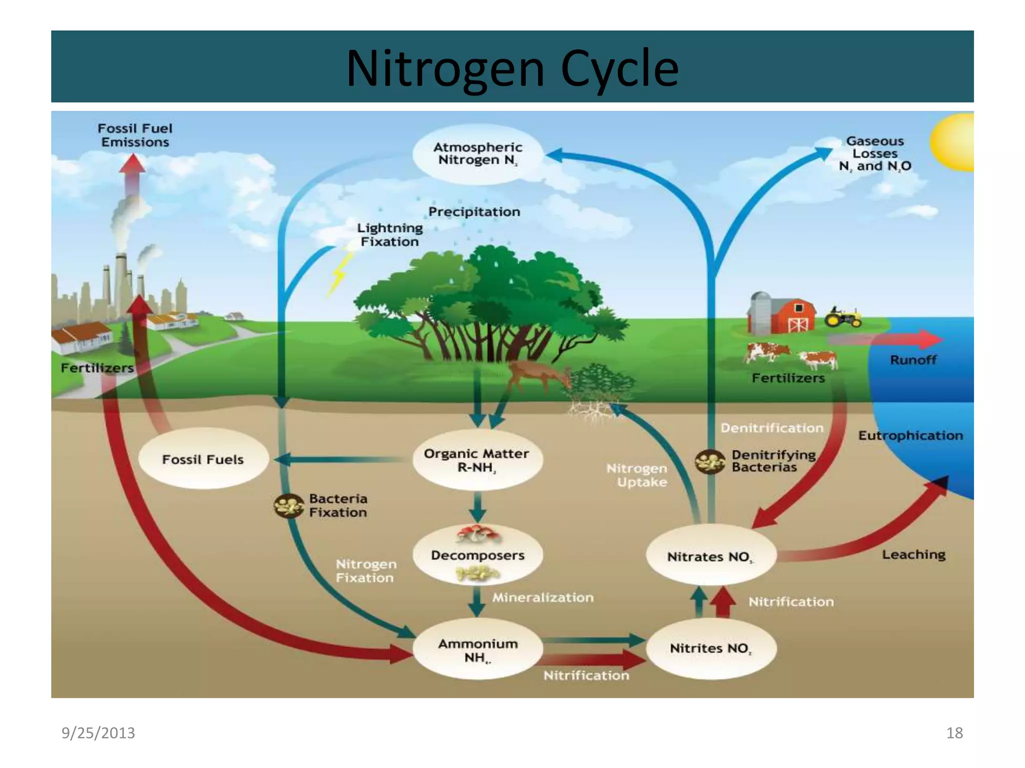 Nitrogen Cycle | PPTX