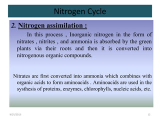 Assimilation Nitrogen Cycle