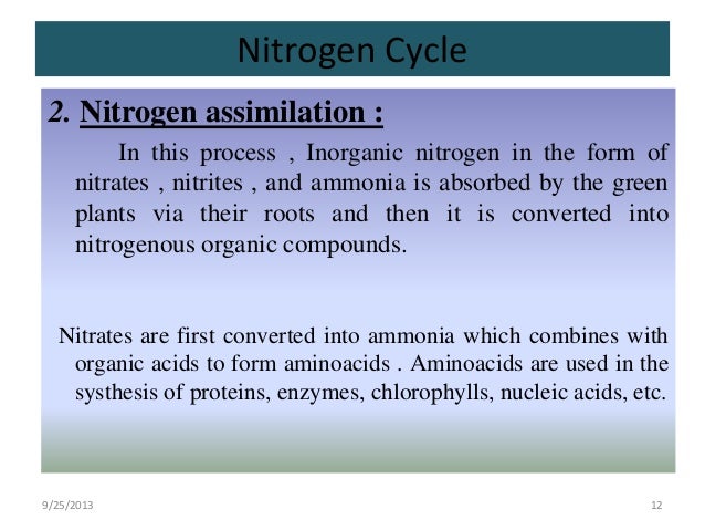 Nitrogen Cycle Steps Of Nitrogen Cycle Online Biology Notes