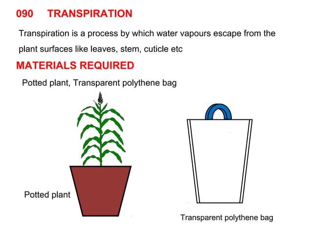 090 transpiration | PPT