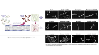 Monotreme alchemy : mystical milk and lethal elixir | PPT