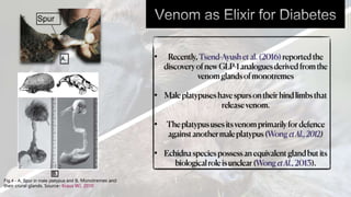 Monotreme alchemy : mystical milk and lethal elixir | PPT