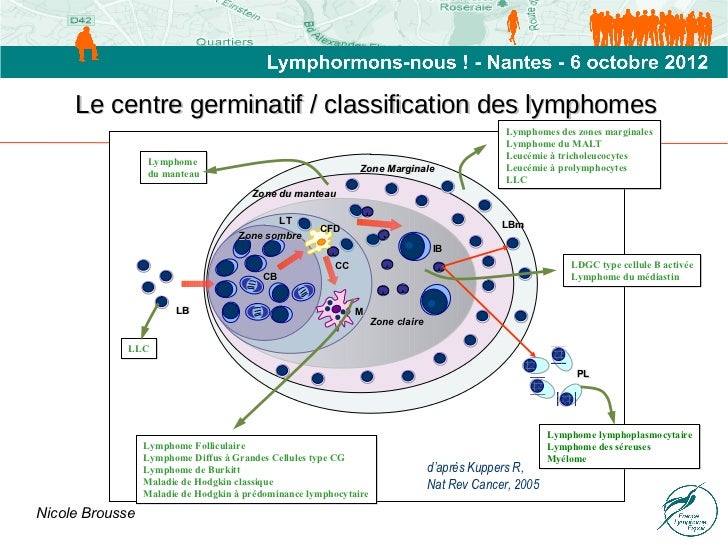 Comprendre La Genèse Et La Progression Du Lymphome Folliculaire ...