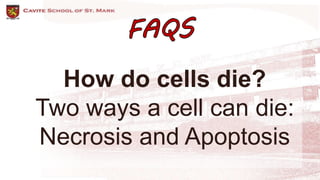 Cell Cycle and Mitosis | PPTX