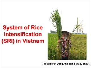 0927 System of Rice Intensification (SRI) in Vietnam | PPT