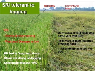0927 System of Rice Intensification (SRI) in Vietnam | PPT