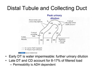 09.30.08(a): Physiology of Water Metabolism | PPT