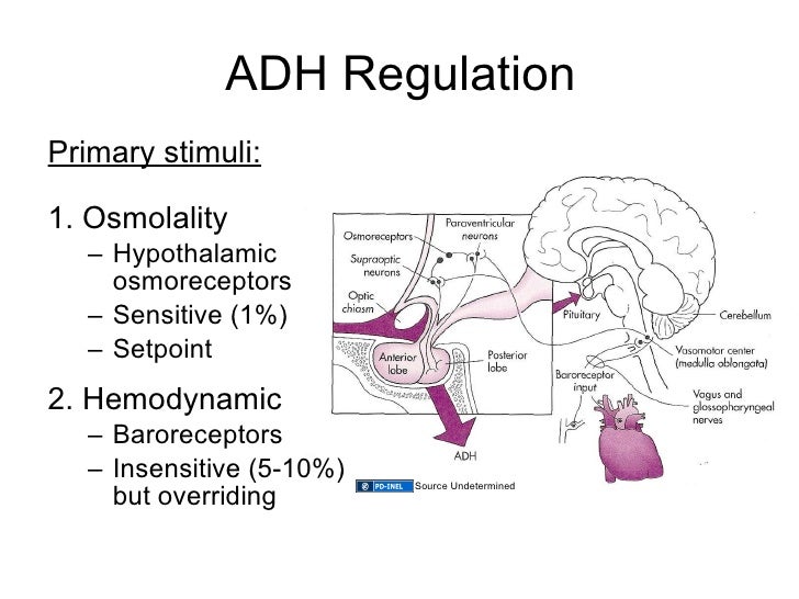 09.30.08(a): Physiology of Water Metabolism