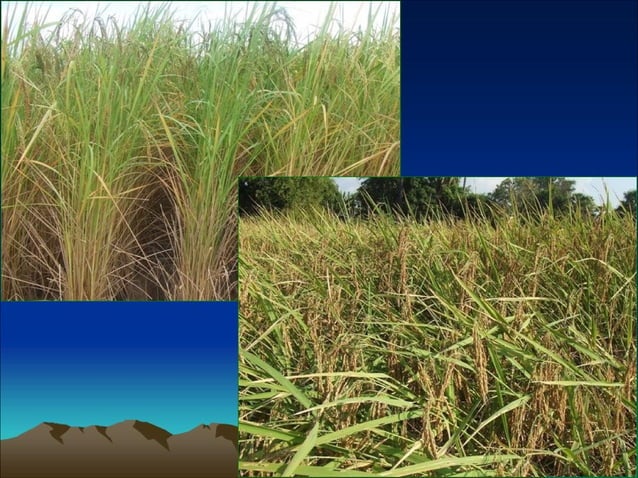 0932 System of Rice Intensification (SRI) Development, Implementation ...