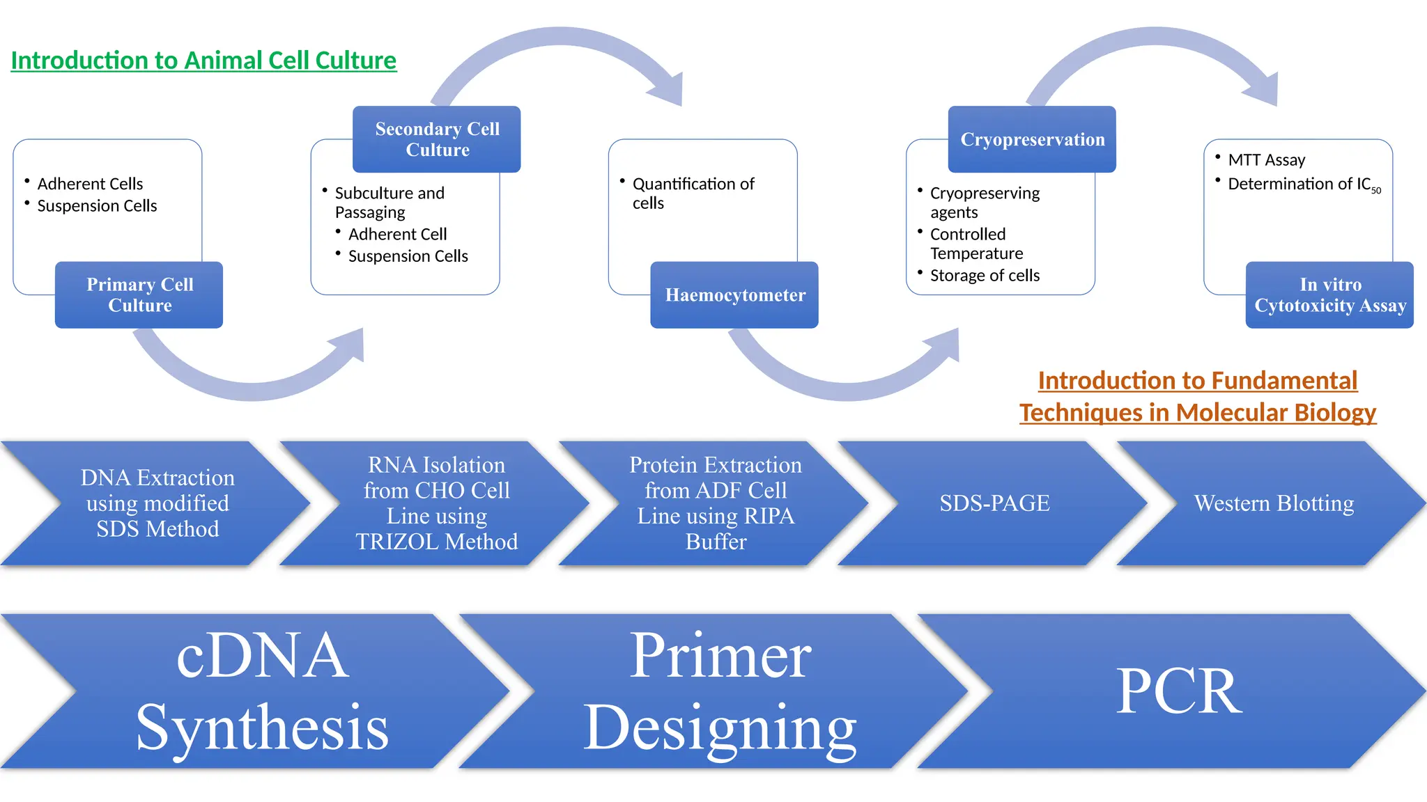 Cell culture procedure and basic molecular biology.pptx