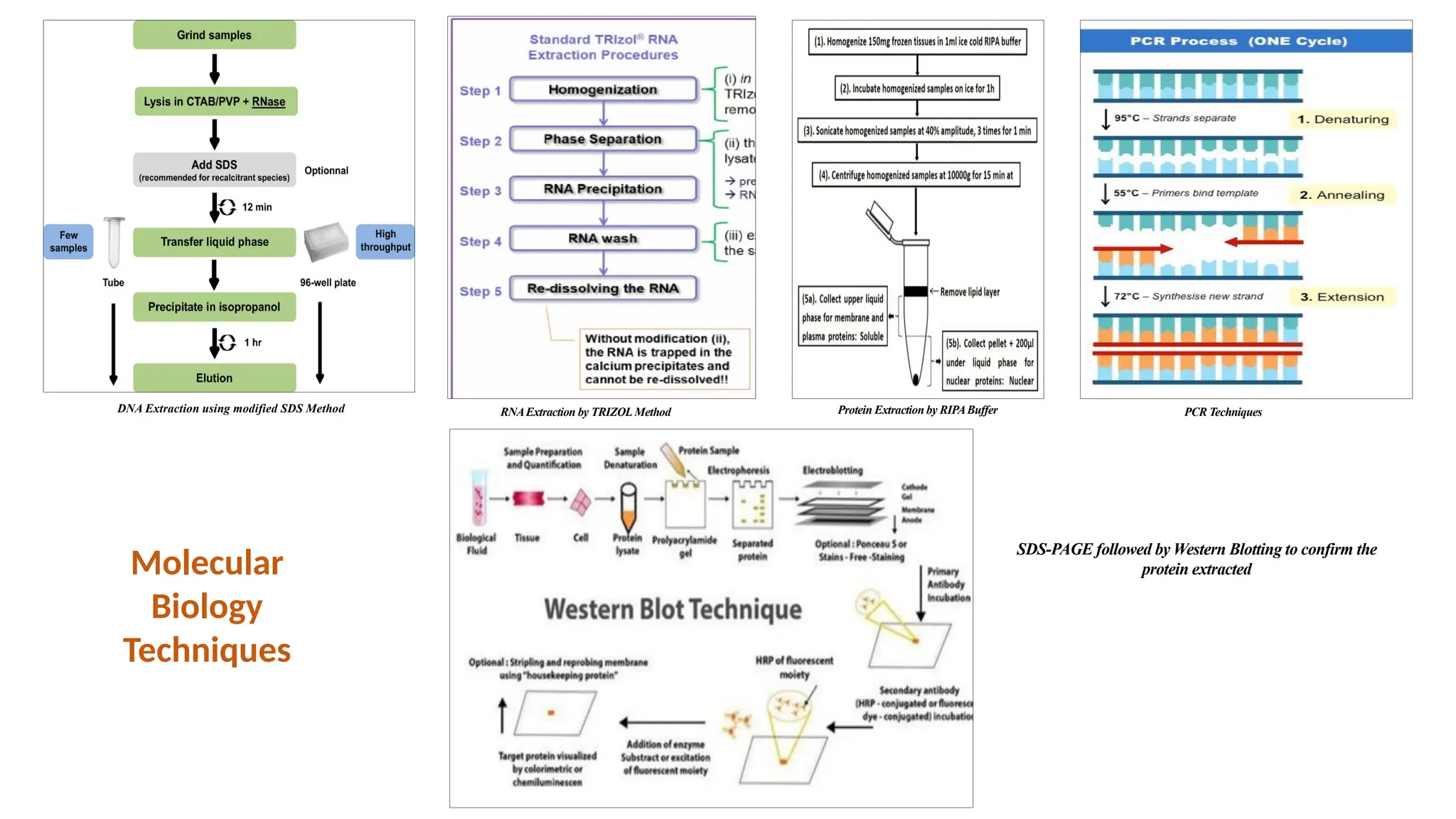 Cell culture procedure and basic molecular biology.pptx