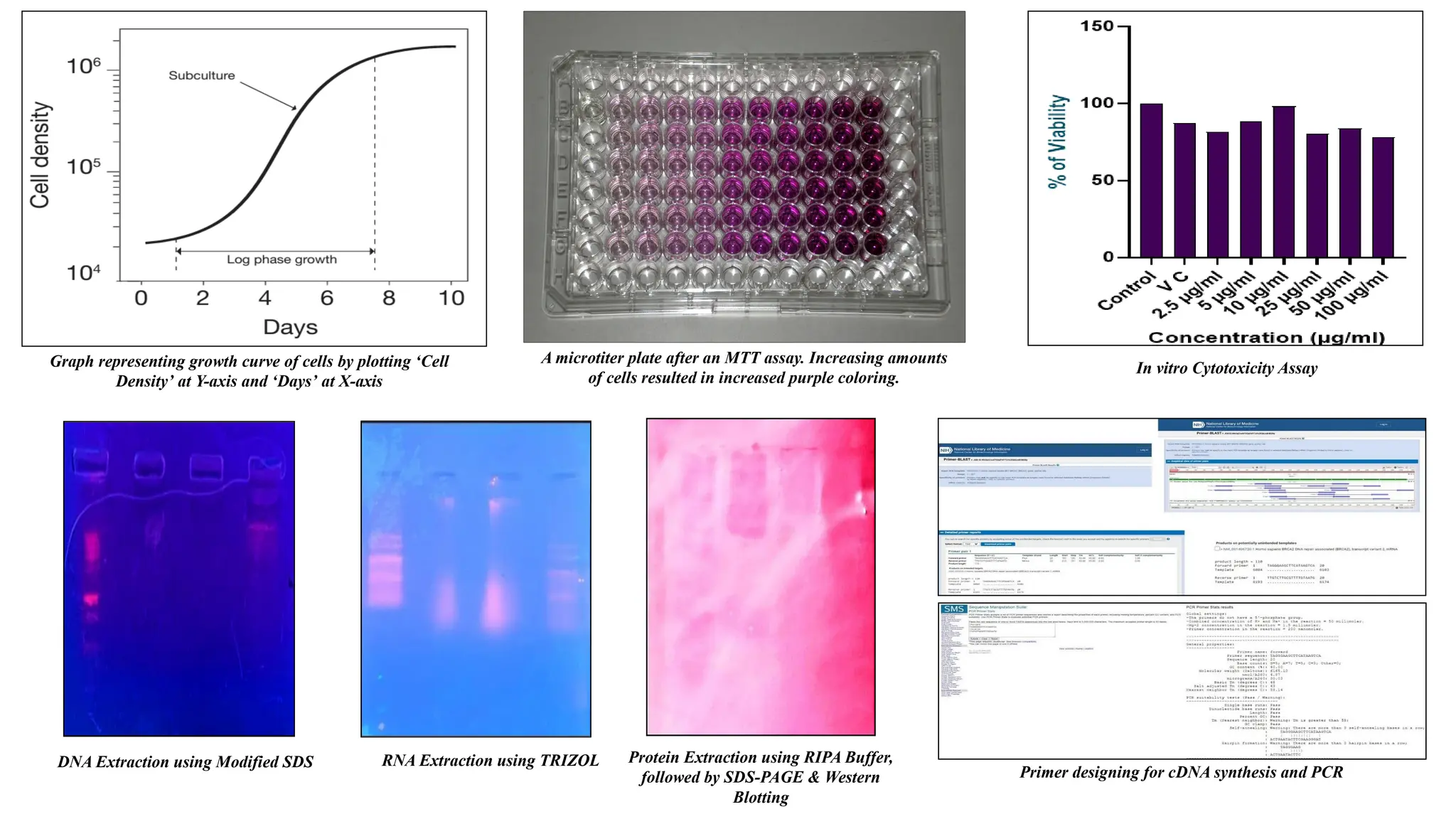 Cell culture procedure and basic molecular biology.pptx