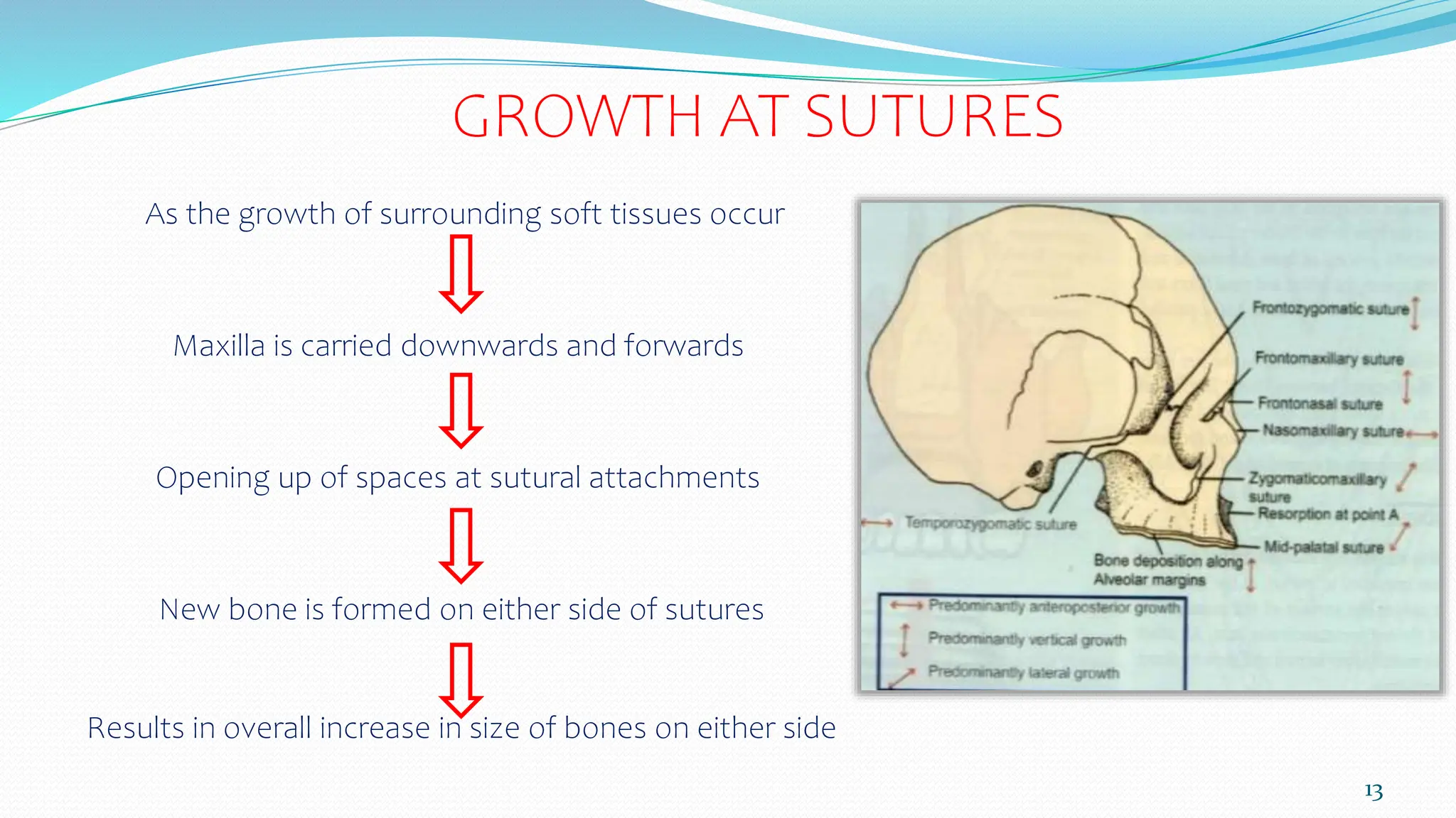 GROWTH AND DEVELOPMENT OF MAXILA 16.pptx