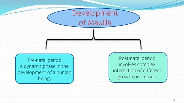 GROWTH AND DEVELOPMENT OF MAXILA 16.pptx