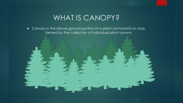 CANOPY PHOTOSYNTHESIS & FACTOR AFFECTING PHOTOSYNTHESIS | PPTX