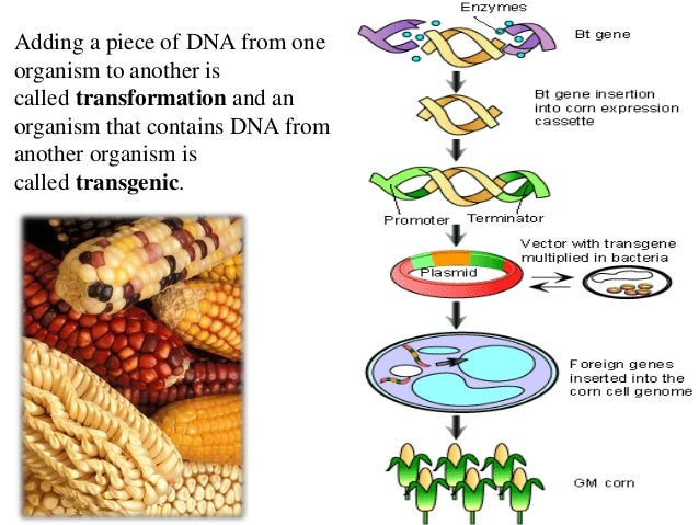 Next generation transgenic methods